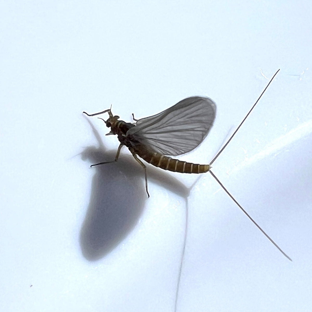Black Hills Fly Fishing Report April 25th 2025 – Dakota Angler & Outfitter