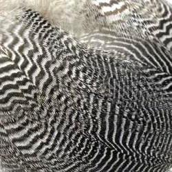 Duck Flank Feathers – Dakota Angler & Outfitter