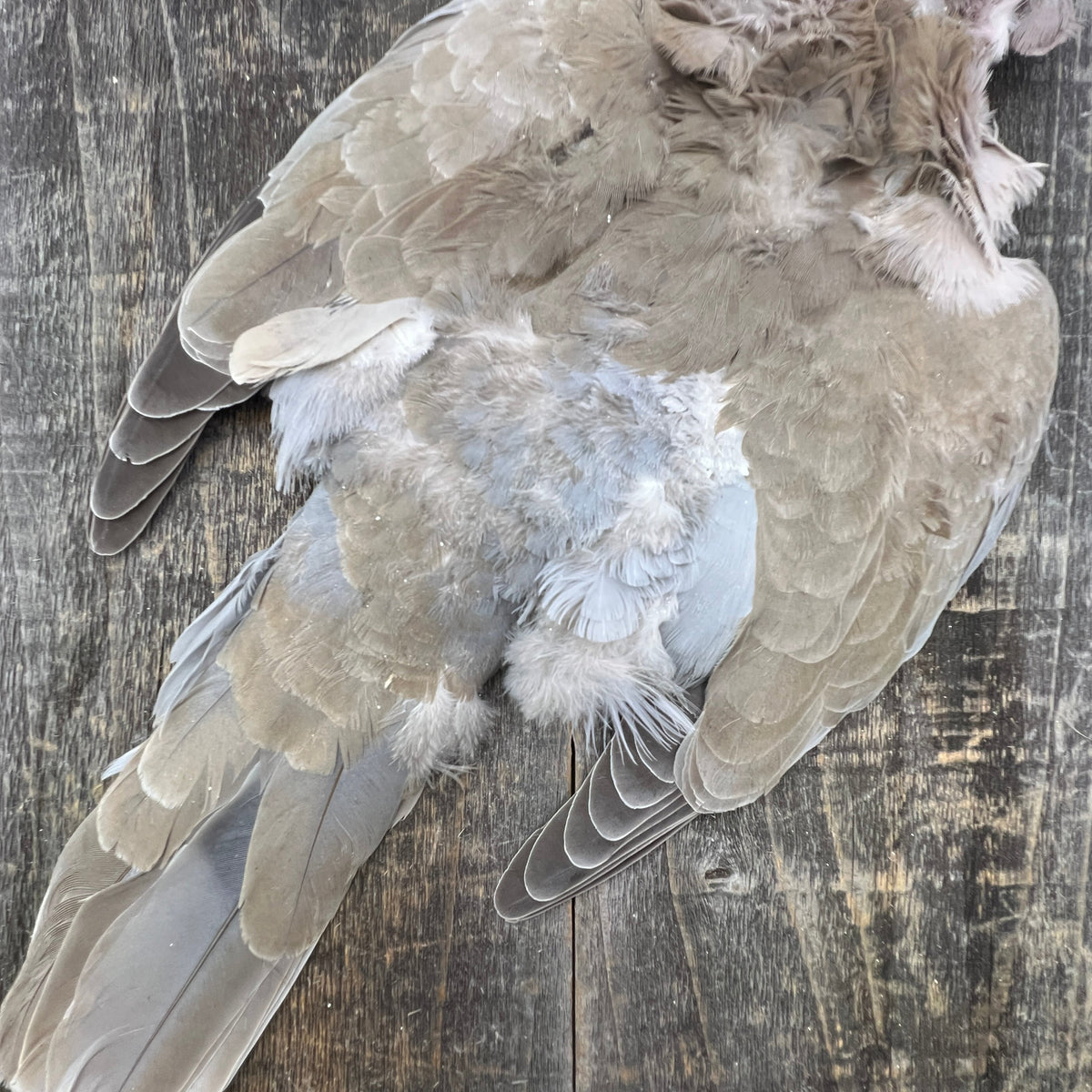 Eurasian Collared Dove Skin – Dakota Angler & Outfitter