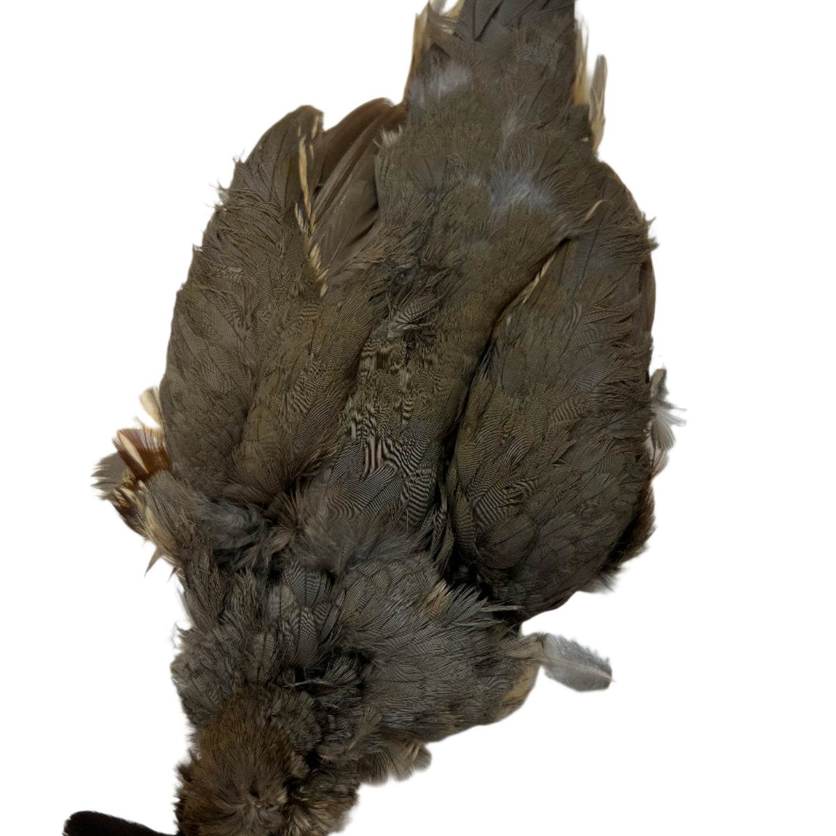 Gambel's Quail Skin Female – Dakota Angler & Outfitter