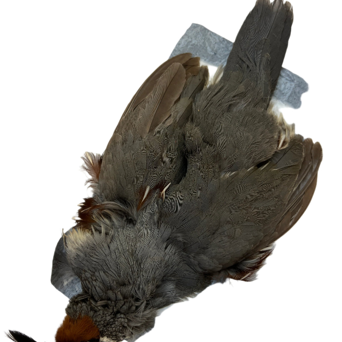 Gambel's Quail Skin Male – Dakota Angler & Outfitter