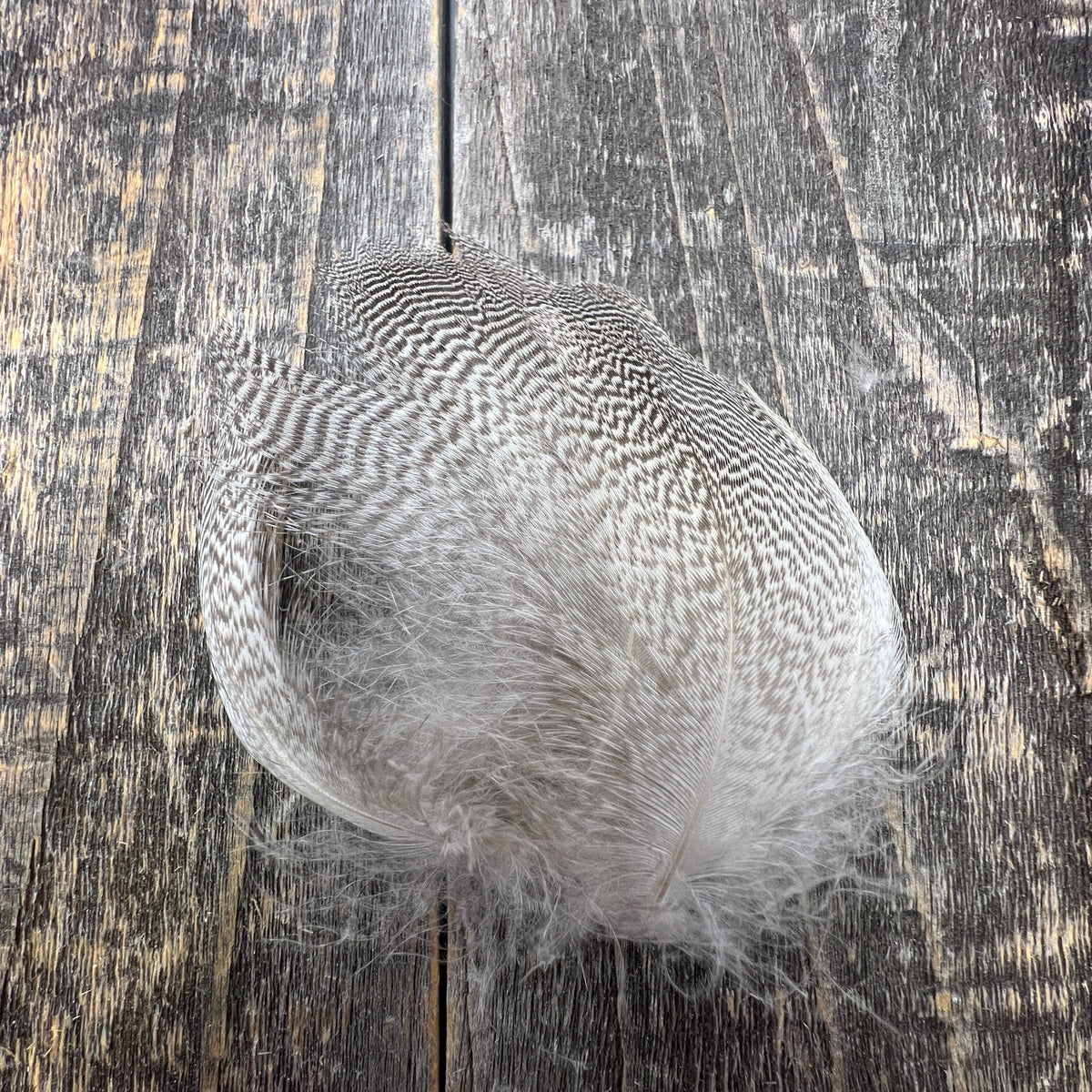 Pintail Flank Feathers – Dakota Angler & Outfitter