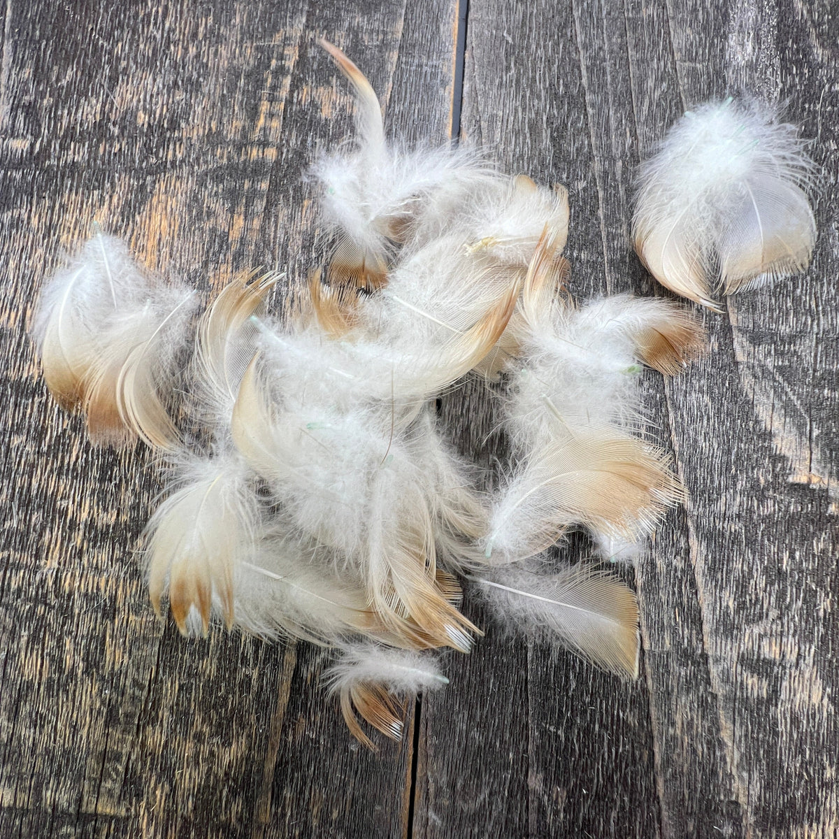 Wood Duck Neck Feathers – Dakota Angler & Outfitter