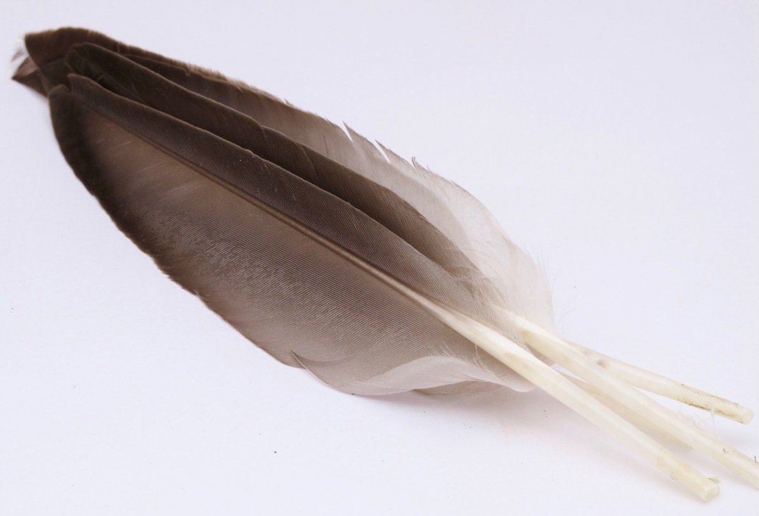 Nature's Spirit Duck Quills – Dakota Angler & Outfitter