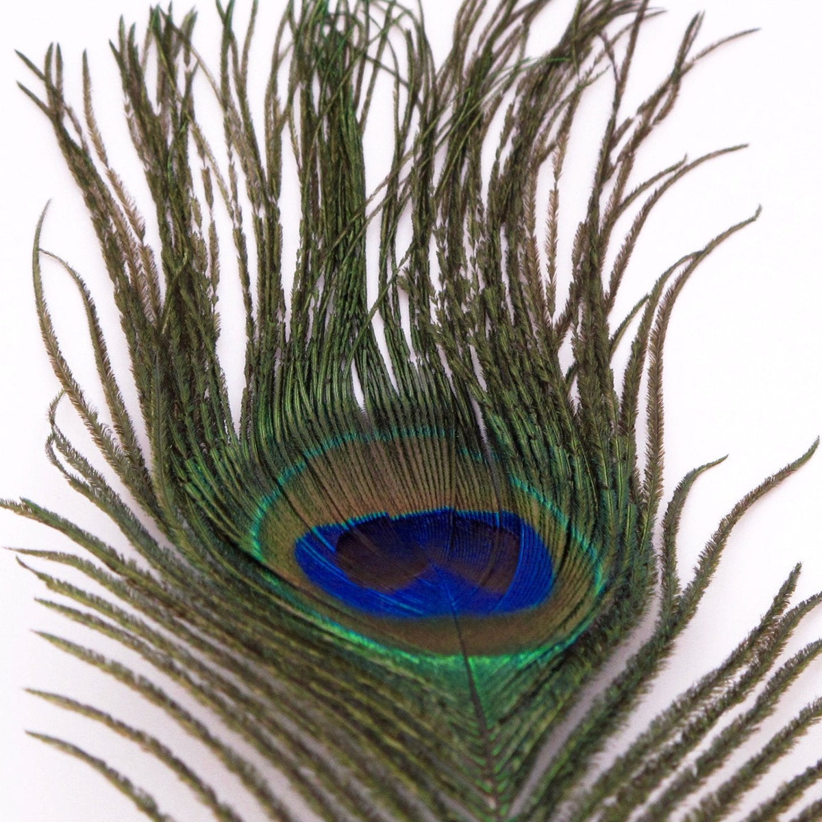 Nature's Spirit Peacock Eye Sticks Natural – Dakota Angler & Outfitter