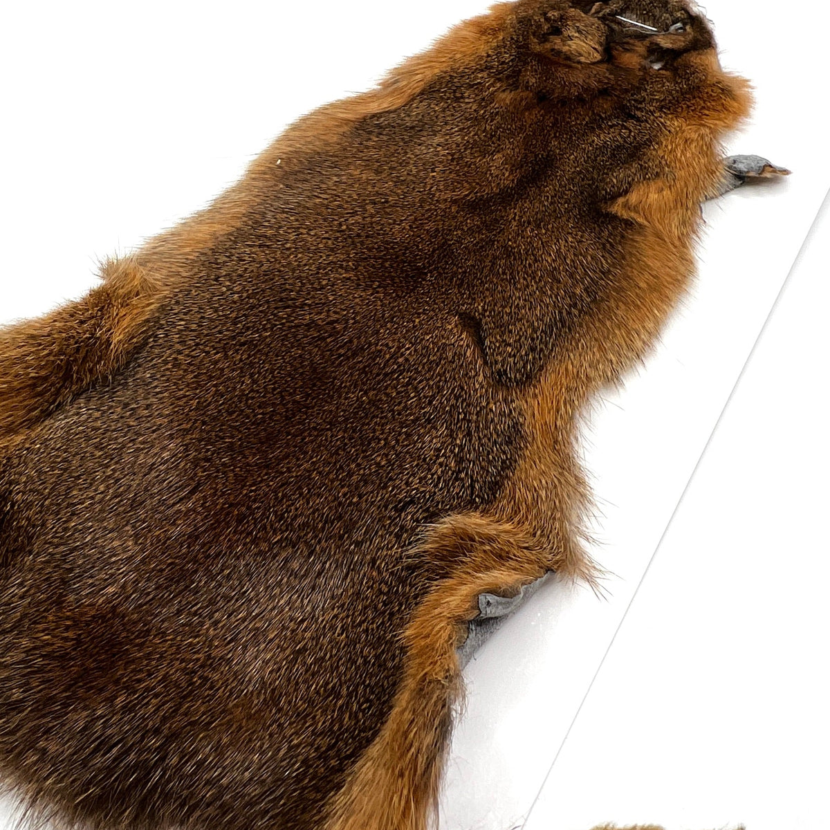 Wapsi Pine Squirrel Skin – Dakota Angler & Outfitter